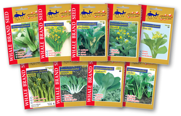 ผักกาดกวางตุ้ง คุณค่าทางทางโภชนาการสูง ปลูกอย่างไร – เมล็ดพันธุ์คุณภาพ ...